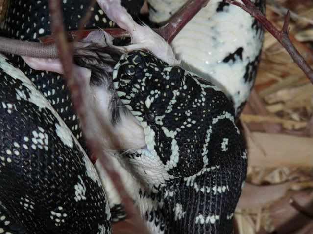 Requesting Diamond Python Photos | Aussie Pythons & Snakes Forum